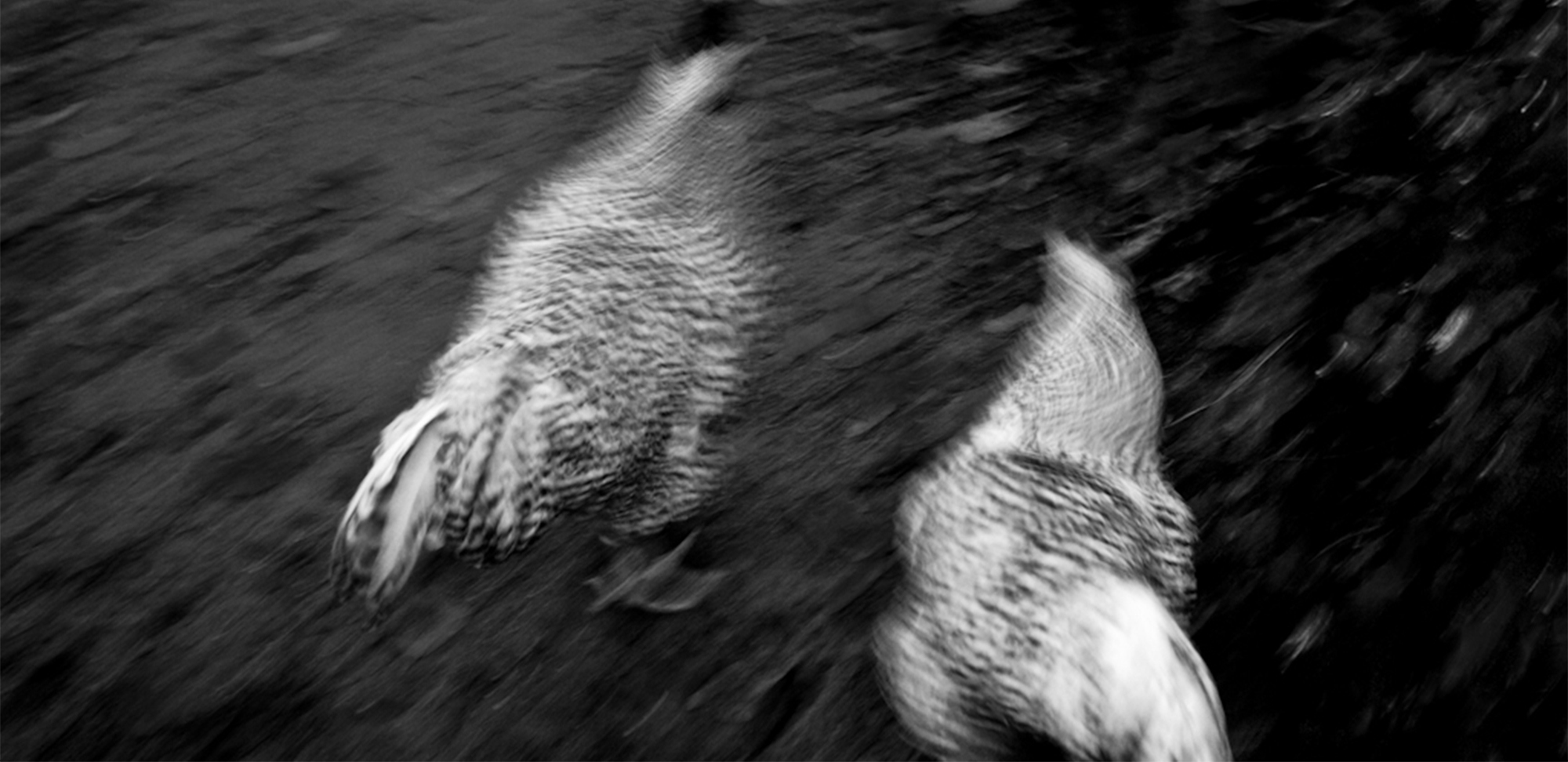 Cottonmouths | Kelly J. Ford